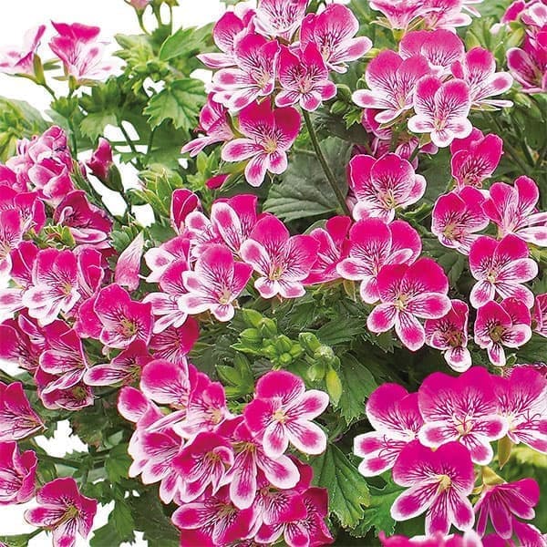 早春から初夏まで咲くペラルゴニウム グランパッソ スウィートピンク5号鉢植え連続開花性に優れ、たくさんの花が株を覆うように咲くペラルゴニウムです。ボリュームのある株と花付きを実現したグランパッソシリーズ。従来のペラルゴニウムにはなかった優れ...