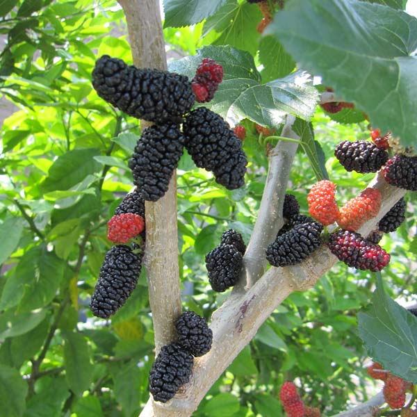 大実桑 驚きの実つきの多果性種 果樹 苗木果樹の苗/マルベリー（桑）：ララベリー 5号ポット*ララベリーはイタリア原産の「カタネオ」の4倍体品種。1粒4.6gと普通の桑よりも大実の黒実桑で、2年目から驚くほどたくさん実をつける多果性品種です...