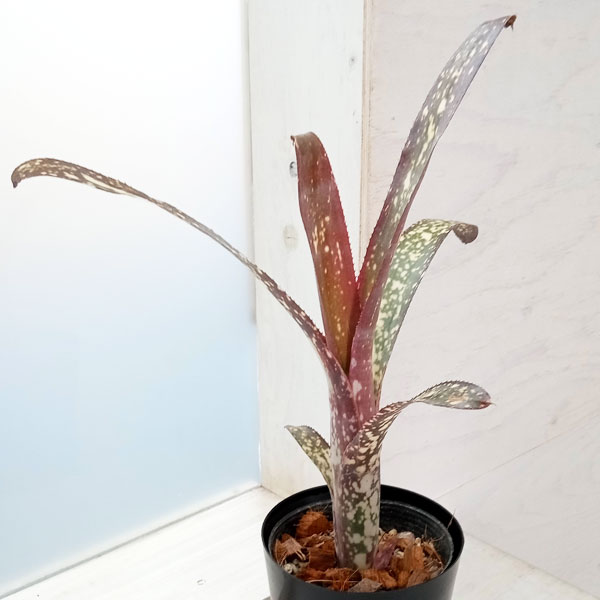 筒状の株姿となるブロメリアの仲間 観葉植物観葉植物/ビルベルギア：ドリーム 4号ビルベルギアは、熱帯アメリカ原産で別名「ツツアナナス」とも呼ばれているパイナップル科の植物。着生種が多く、筒状の葉の中に水をためて育てます。硬質の葉に色合いや模...