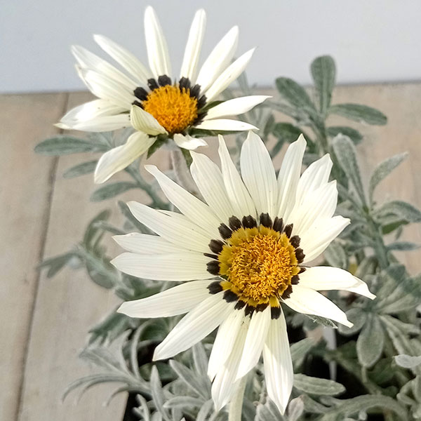 5月〜10月開花 白銀色の葉に大輪の花 花壇におすすめガザニア：タレント クリームホワイト（芯黒）3.5号ポットとても魅力的な草花、ガザニア タレントシリーズ。デリケートなシルバーホワイトの葉に、花径6〜8cmほどの大きめの花を咲かせ、花の...