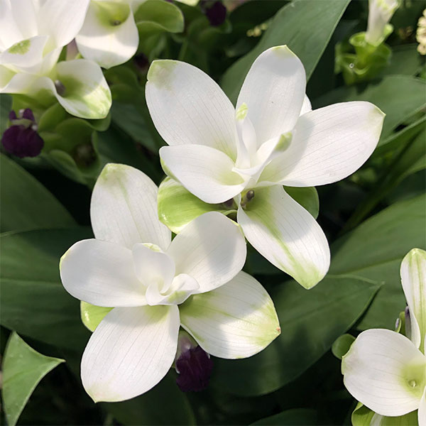 小型球根/クルクマ：メージョースノー1球入りクルクマはインド〜タイ原産の熱帯植物。国内では鉢花として親しまれていましたが、花壇に植えると夏から10月頃まで次々に開花し、1つの花の開花期間が約1ヶ月と長く楽しめます。暑さが厳しいほど元気に育ち...