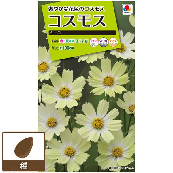 タネ・小袋 爽やかな花色コスモス：キーロ[春〜初夏まき タキイ 花タネ]ライトイエローを中心にした花色で濃淡があり、ピンク味の花色も出現して涼しげな雰囲気。よく枝分かれして多数開花します。可憐な花のイメージとは対照的に、丈夫で直まきでもよく...