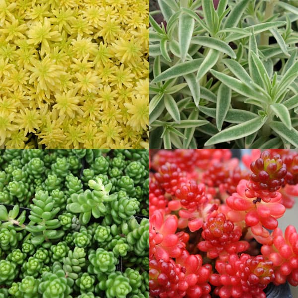 暑さや寒さに強い・紅葉美 多肉植物観葉植物/セダム3号ポット 4種セットB人気なセダムのオトクなアソートセットです！乾燥に非常に強いため、ロックガーデンやビルの屋上緑化にもつかわれるセダム類。日本では多肉植物として扱われますが、ヨーロッパで...
