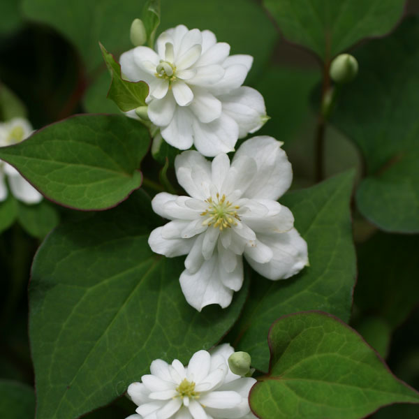 5月〜7月開花 日陰の庭や鉢植えに山野草の苗/ドクダミ：八重咲きドクダミ 2.5-3.5号ポットドクダミの八重咲き品種です。とても丈夫で、放任状態でもよく育ちます。日陰に強く、グランドカバーに最適です。※まれに斑が入りますが、安定性は悪いの...