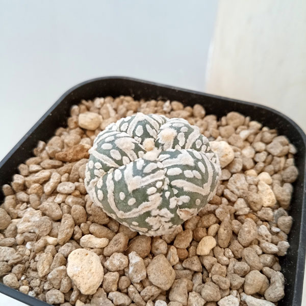 サボテン兜 ユーフォルビア 現品販売観葉植物/アストロフィツム：兜丸 Vタイプ 6cmスクエア鉢23-16★現品販売★タイの多肉植物のブリーダーに譲って頂いたアストロフィツムVタイプコレクションです。アストロフォツム兜はアメリカのテキサス州...