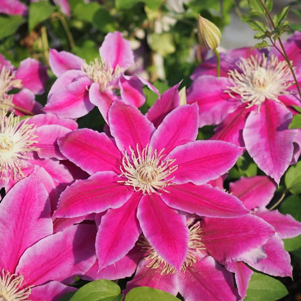 クレマチスの苗/クレマチス：ドクター・ラッペル3.5号ロングポット（パテンス系)淡いピンク地に濃いピンク色のスジ入りで覆輪になります。花芯はクリーム黄色。大輪、多花性で四季咲き性も強い。大輪の花がたくさん咲いたときは豪華です。クレマチス大輪...