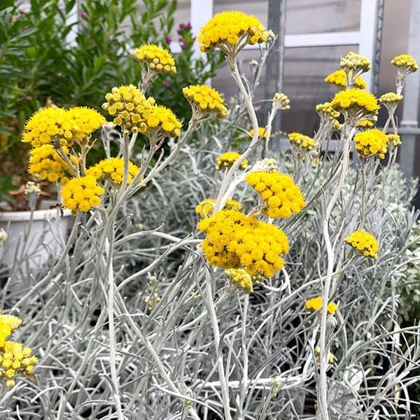 魅力的なシルバーリーフ・カラーリーフ・寄せ植えに！草花の苗/ヘリクリサム：シアンスチャニカム2.5〜3号ポット 6株セット★入荷から日数が経ったためセール価格となりました。商品の状態は画像と異なる場合があります。★カラーリーフとして寄せ植え...