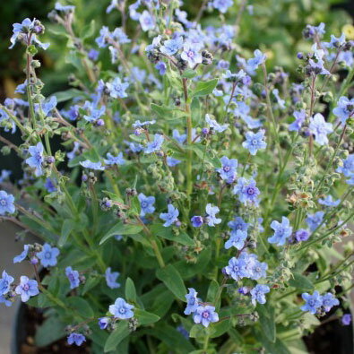 春と秋の2回咲く！ fセレクト低草花の苗/アンチューサ：タッセルブルー3-3.5号ポット 6株セットアンチューサはムラサキ科の1年草。鮮やかなブルーの花を春と秋に咲かせます。ワスレナグサのような愛らしい花です。耐寒性が強く、寒冷地では宿根す...