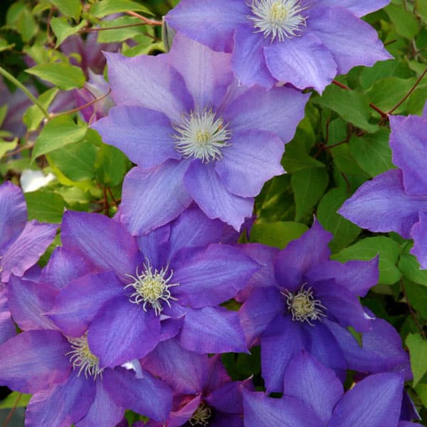 エイチエフヤングクレマチスの苗/クレマチス：H.F.ヤング3.5号ロングポット（ラヌギノーサ系）H.F.ヤングは大輪のラヌギノーサ系クレマチスで、四季咲き性が強いので春から秋まで長い間花を楽しむことができます。ラヌギノーサ系は強剪定でも弱剪...