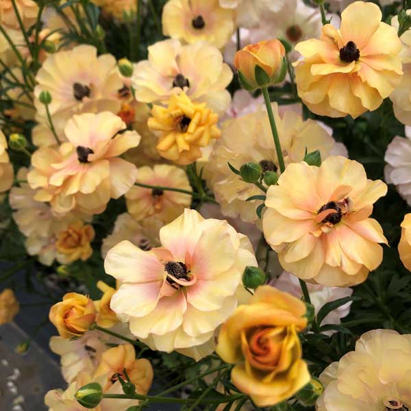 大人気！光沢あるスプレー咲きで多花性！草花の苗/ラナンキュラス：ラックス ベスタリス3.5-4号ポット 3株セット*★入荷から日数が経ったためセール価格となりました。商品の状態は画像と異なる場合があります。★ベスタリスは、アプリコット〜淡い...