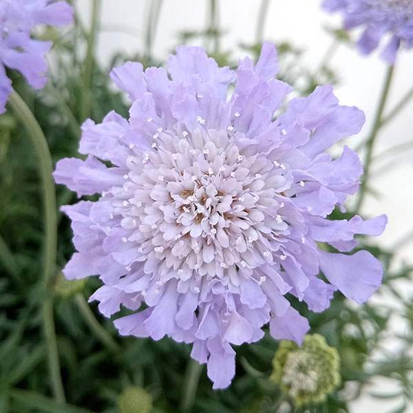 鉢植えや花壇に！バタフライブルー 大輪で多花性の中型四季咲品種草花の苗/スカビオサ：バラフライブルー3-3.5号ポット 6株セット★入荷から日数が経ったためセール価格となりました。商品の状態は画像と異なる場合があります。★ブルーバタフライは...