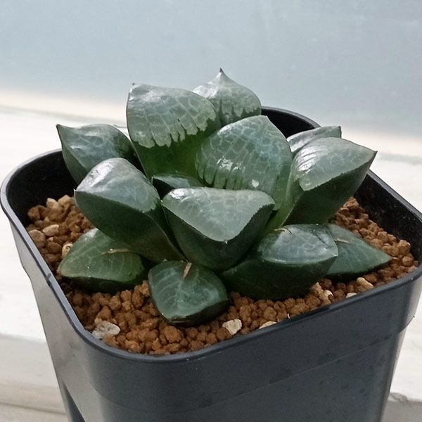 多肉植物観葉植物/ハオルチア：スプリング×コンプト交配美種　実生苗　2.5号スクエア鉢透明窓の美しい人気のハオルチアです。ハオルチアはぷにぷにとした姿のかわいい多肉植物。南アフリカのケープ地方などに自生する多肉植物の仲間です。多肉植物の中で...