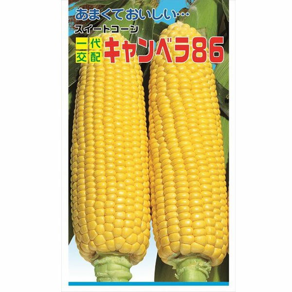 タネ・小袋トウモロコシ：キャンベラ86の種[野菜タネ]播種後86日で収穫期を迎える全黄品種。甘さが際立つスーパースイートコーンです。まき時（冷涼地）3-7月／（暖地）3-7月収　穫（冷涼地）6-10月／（暖地）6-10月内容量約25ml※写...