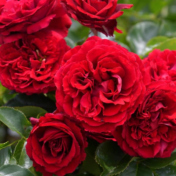 高貴さと品位が感じられるバラバラの苗/ロサ・オリエンティス・プログレッシオ：プランタジネット大苗6号角鉢植え（バラ苗）艶やかな深赤の花が房を揃えて咲くことで、深紅の絨毯のような印象を与える。花持ちが良く、散りにくいためお庭を長く赤く彩る。ロ...