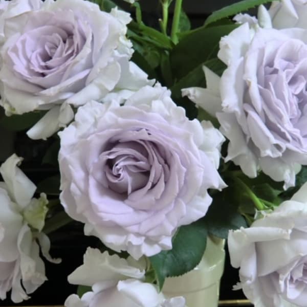 河本バラ園作出バラの苗/バラ：亜欧（あお）大苗6号角鉢植え中輪で春は白く、秋から冬に向けては淡いブルーに。ダマスク系の強香。花弁は多少薄い。樹は木立性で鉢栽培に向く。耐暑性は最新の品種群に比べると幾分劣る。日本・青木宏達氏の育種※品種登録出...