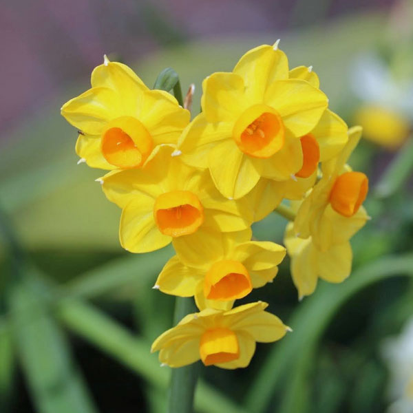 毎年咲く明るい黄色のすいせん水仙（スイセン）：黄房水仙（キブサスイセン）3.5号ポットキブサスイセンは黄色の花にオレンジのリップと明るい花色の品種。1房に数輪以上の花を咲かせます。花付きがよく、甘い香りを放ちます。ひと足早い春の訪れを感じさ...