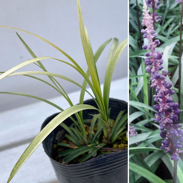 春の芽出しの白葉が美しい多年草 宿根草草花の苗/[棚卸セール]ヤブラン（リリオペ）：オキナ3号ポットヤブランはリリオペとも呼ばれ、涼しげな葉と美しい花穂で人気の宿根草です。最近は「サマームスカリ」の名前でガーデニングで人気。オキナは春の芽出...