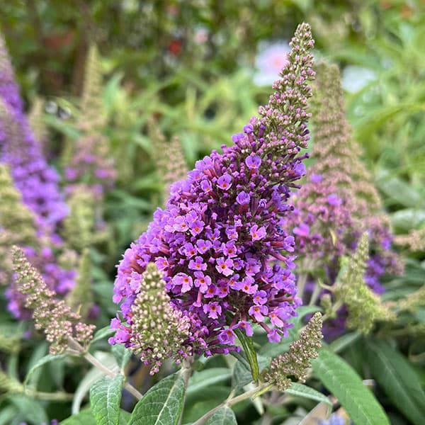樹高80cm 春から秋まで開花 コンパクトで分枝性に優れ、花付きも抜群花木 庭木の苗/ブッドレア：バタフライキャンディー リトルリラ5号ポットブッドレアはたおやかな花穂を風にそよがせるスマートな花木。強健でよく枝が増え、栽培が容易です。初夏...
