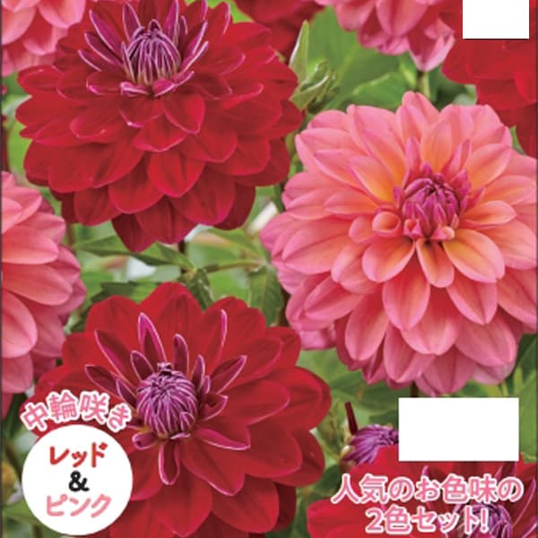 小型 色別のダリアの球根ミックス球根/ダリア：コンビネーション（中輪咲き）レッド＆ピンク 2球入りひとつでも素敵なダリアですが、相性の良い2色を組み合わせてあります。互いの個性も引き立て合い、美しさを増すコンビです。※写真はイメージです。品...