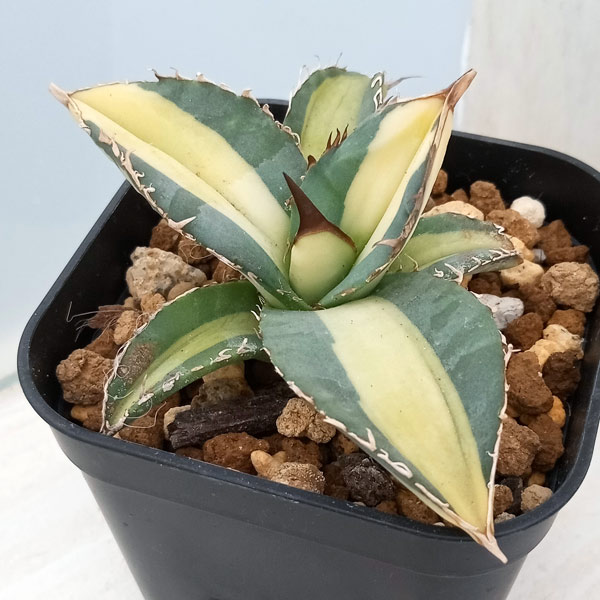 リュウゼツラン 現品販売観葉植物/アガベ：チタノタ No.1 白中斑 6cmスクエア（3号）鉢植え23-05★現品販売★非常に珍しいチタノタの白中斑です。くっきりと斑が入った良株です。新芽にもしっかり斑が入っているのが確認できます。アガベの...