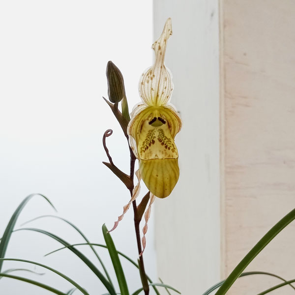 洋蘭の仲間観葉植物/フラグミぺディウム：ピアセイ 2号苗面白い花を咲かせるフラグミぺディウムです。葉は緑色で細長いです。花は全体に淡く褐色を帯びた緑色で、花の基部には尖った包があり花は花茎の先端に数花をつけます。比較的小さめの品種ですが、と...