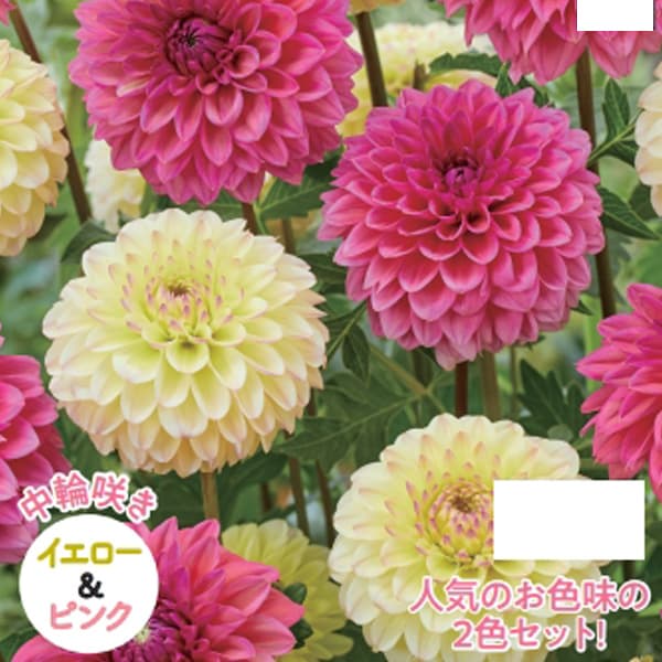 小型 色別のダリアの球根ミックス球根/ダリア：コンビネーション（中輪咲き）イエロー＆ピンク 2球入りひとつでも素敵なダリアですが、相性の良い2色を組み合わせてあります。互いの個性も引き立て合い、美しさを増すコンビです。※写真はイメージです。...
