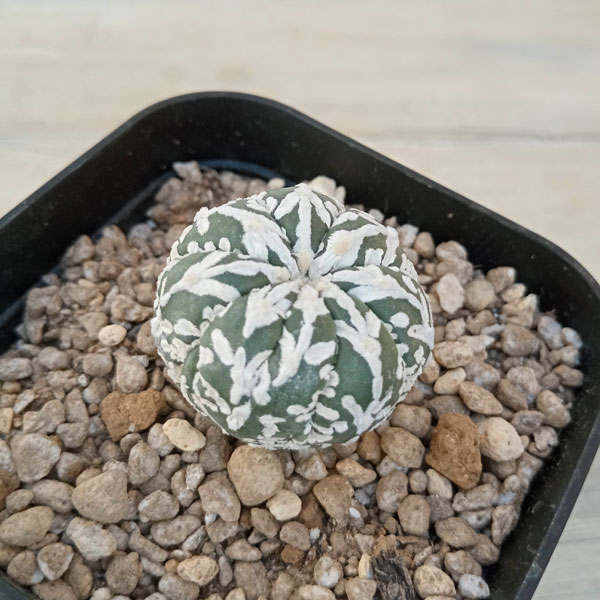サボテン兜 ユーフォルビア 現品販売観葉植物/アストロフィツム：兜丸 Vタイプ 6cmスクエア鉢23-12★現品販売★タイの多肉植物のブリーダーに譲って頂いたアストロフィツムVタイプコレクションです。アストロフォツム兜はアメリカのテキサス州...