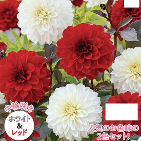 小型 色別のダリアの球根ミックス球根/ダリア：コンビネーション（中輪咲き）ホワイト＆レッド 2球入りひとつでも素敵なダリアですが、相性の良い2色を組み合わせてあります。互いの個性も引き立て合い、美しさを増すコンビです。※写真はイメージです。...