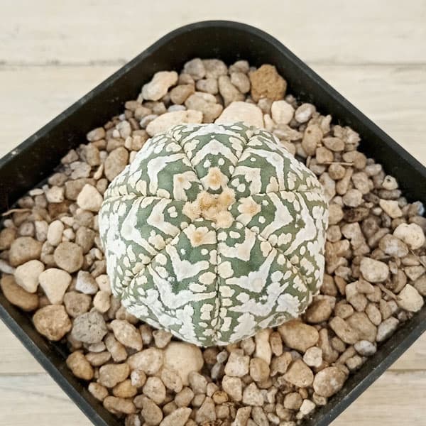 サボテン兜 ユーフォルビア 現品販売観葉植物/アストロフィツム：兜丸 Vタイプ 6cmスクエア鉢23-03★現品販売★タイの多肉植物のブリーダーに譲って頂いたアストロフィツムVタイプコレクションです。アストロフォツム兜はアメリカのテキサス州...