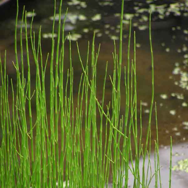 日本の水草・水木賊 抽水植物 爽やかで涼し気な雰囲気のウォータープランツ草花の苗/水生植物：ミズトクサ3-3.5号ポットミズトクサは多年草の抽水植物で浅水中や湿地に生育します。庭などに植えられるトクサよりも色が明るく爽やかで涼し気な雰囲気が...