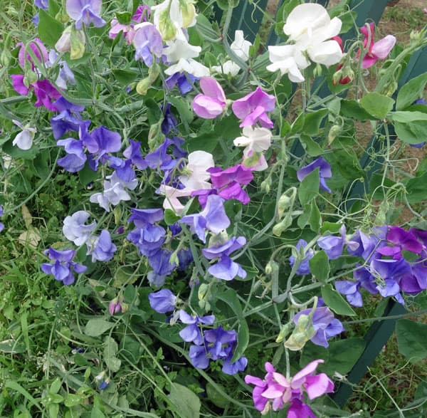 切り花向き草花の苗/スイートピー：花色ミックス3号ポット 3株セットスイートピーはつる性の1年草。蝶のような可愛い花を咲かせ、甘い香りもします。フェンス等につるを絡ませても素敵です。育てて楽しみ、切り花として飾って楽しめます。草丈をいかし、...