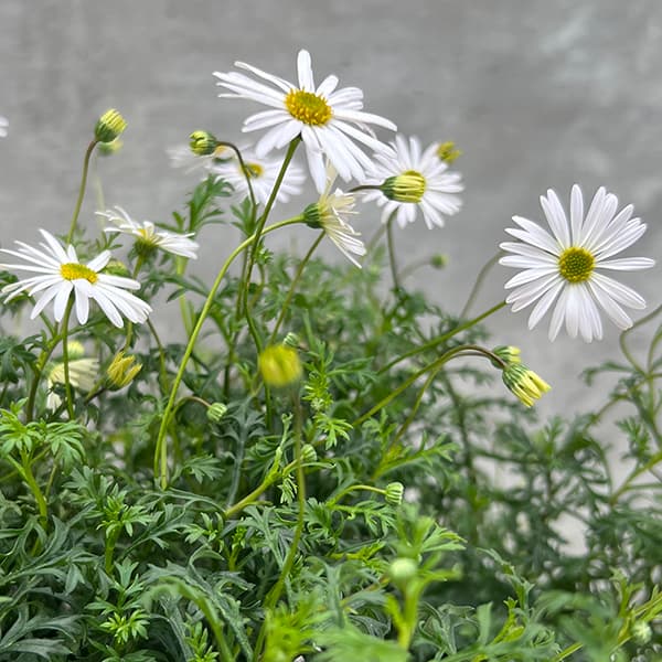 春と秋に開花 姫コスモス 寄せ植えに スープリームホワイト草花の苗/ブラキカム：スプリームホワイト3号ポット★入荷から日数が経ったためセール価格となりました。商品の状態は画像と異なる場合があります。★繊細で可憐な白花をたくさん咲かせる、栄養...