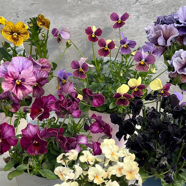 草花の苗/パンジービオラ：いろんな品種のおまかせアソート2.5-3.5号ポット 6株セット有名品種や、育種家さんの品種など、いろんなパンジー、ビオラを取り揃えてお届けします。内容はおまかせとなりますので、ご了承ください。タイプスミレ科スミレ...