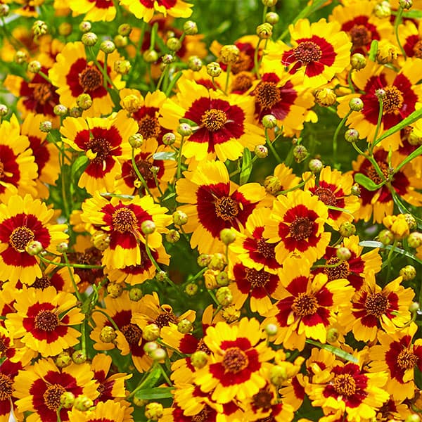 5〜7月 9〜10月開花 多花性で生育旺盛 鉢植え・花壇に 2026春New草花の苗/コレオプシス：クール レッド＆ゴールド3.5号ポットコレオプシス・クールシリーズは、たくさん咲くコレオプシス。花上がりが良く、次々に咲きます。細葉タイプで...