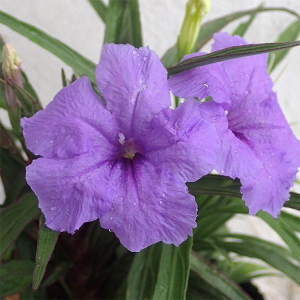 5〜11月開花 草丈60〜100cm 色鮮やかな花が次々に咲く草花の苗/ルエリア3号ポットルエリアは熱帯アメリカ原産の多年草。多くの種類がありますが、この品種は草丈がやや高くなり花壇などによく植えられる一般的な品種で、「ヤナギバルイラソウ」...