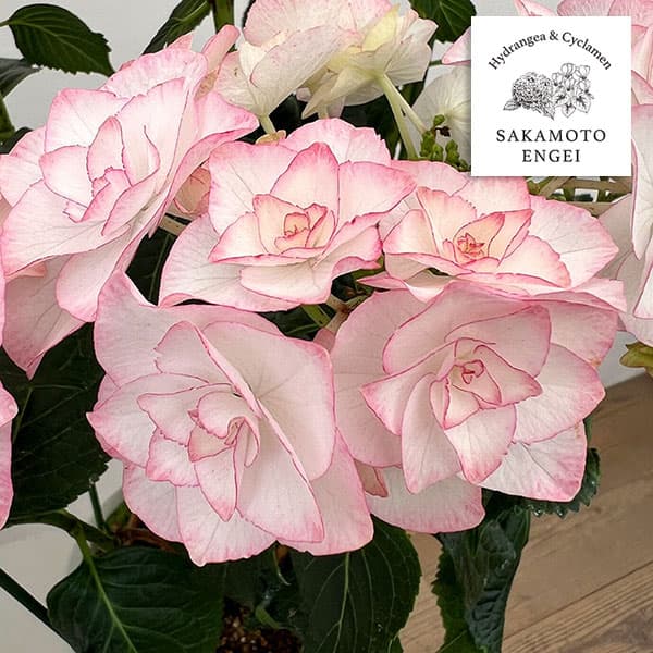 人気生産者・さかもと園芸さんの紫陽花（わけあり特価）アジサイ：光雲（ピンク）5号鉢植え★花が咲き進んでいるため特価です。ギフトにはご利用いただけません。花を切り戻してのお届けとなる場合があります★「光雲」は、アジサイの育種家として知られ、次...