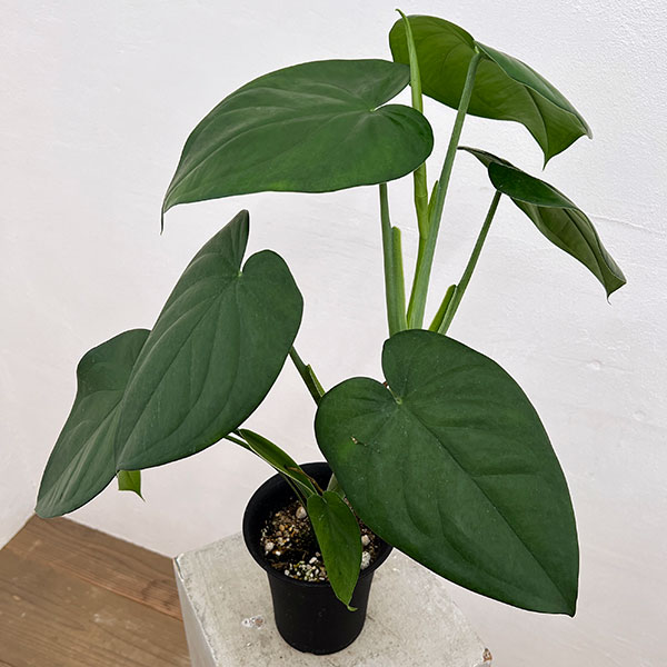 丈夫な観葉植物 珍しいシンゴニウム観葉植物/シンゴニウム：チアペンス 4号鉢植え*流通量の少ないフィロデンドロンのような見た目のシンゴニウム。ハート型のかわいらしい葉をしています。シンプルですが、雰囲気のある観葉植物です。シンゴニウムは熱帯...