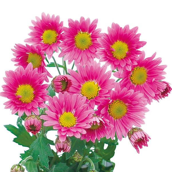 切花に 12月から1月に咲くキクの苗 毎年開花する耐寒性多年草草花の苗/寒菊小菊：桜華（桃系）2.5号ポット寒菊は12月〜1月に開花する菊です。寒さに強く育ていやすい品種です。切り花、お供え、仏花にご利用ください。花壇などに植えれば毎年花を...