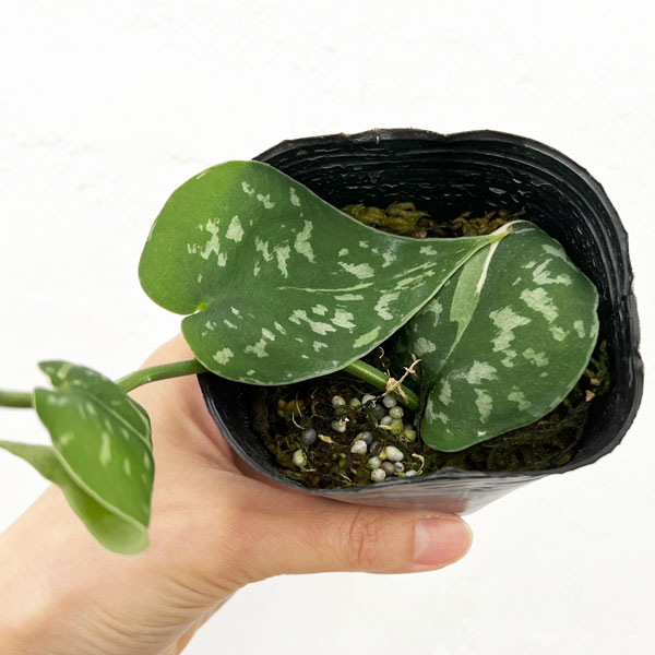 ウィンターセール 森尾花園観葉植物/スキンダプサス：マヤリ 3号ポット人気のスキンダプサスが入荷しました！マヤリは白斑が美しい人気品種です。「シラフカズラ」とも呼ばれるサトイモ科のつる性植物。厚みのある葉に入る不規則なシルバーグリーンの斑が...