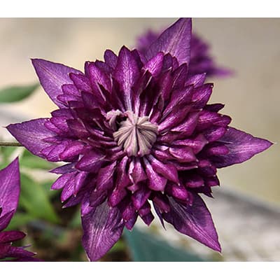 及川フラグリーン オリジナル品種クレマチスの苗/クレマチス：サイド・ストーリー4.5号ポット(フロリダ系)及川フラグリーンさんのオリジナル品種。2024年発表の「ストーリーズ」の兄弟品種。こちらは明るめの紫色で、咲き進むと中心部が白く抜ける...