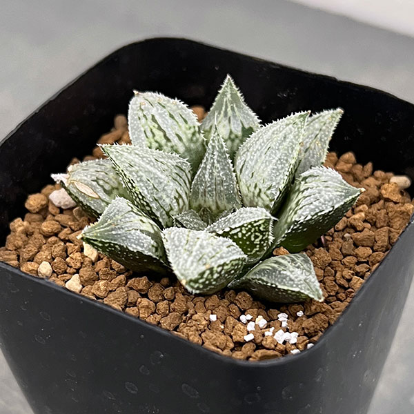 多肉植物観葉植物/ハオルチア：プラチナ（GMマルクス交配）　2.5号スクエア鉢ハオルチアはぷにぷにとした姿のかわいい多肉植物。南アフリカのケープ地方などに自生する多肉植物の仲間です。多肉植物の中では最も小型で強健な種が多いのが特徴です。色や...