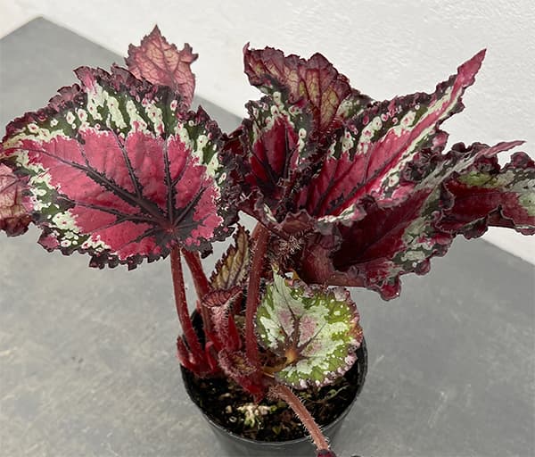 観葉植物　インテリアグリーン むらかみ園芸観葉植物/レックスベゴニア：エンバー　3.5号ポットまるで芸術家のパレットのような華麗で美しい葉を持つレックスベゴニア。観賞用ベゴニアとも呼ばれ、葉の形や色彩が豊富です。茎が地面を這うように伸び、よ...