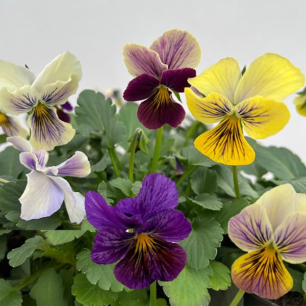 石村あさみさん育種の晩生タイプ・ハーフベイン草花の苗/ビオラ：恋文3.5号ポット 3株セット★入荷から日数が経ったためセール価格となりました。商品の状態は画像と異なる場合があります。★美しく繊細なベイン（網目模様）を表現する石村あさみさん育...