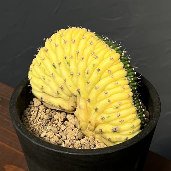 多肉植物 サボテンの仲間観葉植物/[ザ・ファームセレクト]トリコセレウス：パチャノイクリスタータバリエガータ 3.5号ポットちょっと珍しいサボテンの仲間。綴化（てっか・モンスト）した品種で、表と裏の色が違う面白い姿をしています。タイプサボテ...