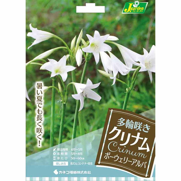 小型 ハマユウの仲間・多輪咲きのトロピカル球根植物球根/クリナム：ポーウェリーアルバ（白）1球入りクリナムは世界の熱帯から亜熱帯に約160種が分布する大型の球根植物です。ひとつの花茎に多数の花をつけるクリナムは、日本の暖地に自生しているハマ...