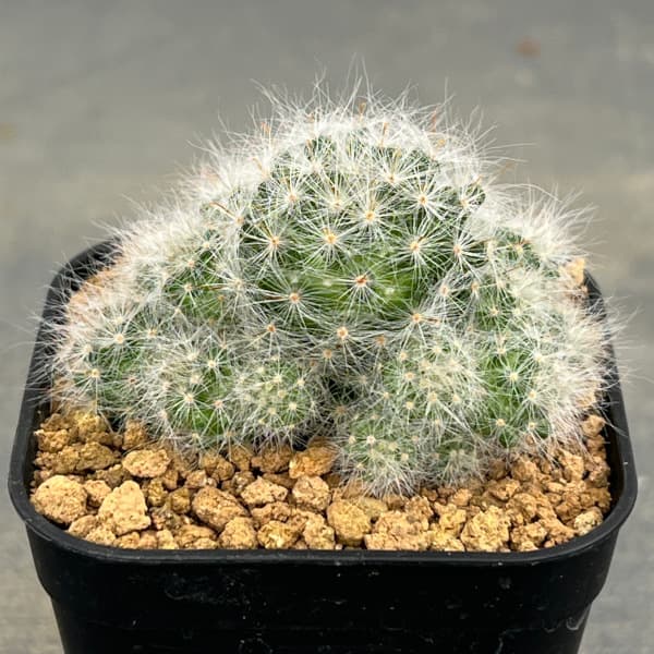 多肉植物 サボテンの仲間観葉植物/マミラリア：グラッシー 2.5号鉢植え*マミラリアは、メキシコを中心に400を超す種類がある大きなグループです。トゲがイボのてっぺんから生えているので、「イボサボテン」とも呼ばれています。とても強健な種類が...