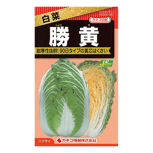 タネ・小袋 カネコ種苗 ハイクオリティシリーズ 種 タネハクサイ（白菜）：勝黄（しょうき）[野菜タネ]耐寒性抜群の90日タイプ！結束作業も楽！越冬どり栽培に最適な、黄芯系晩生品種（90日タイプ）です。耐寒性が非常に優れ、収穫期後半まで良品生...