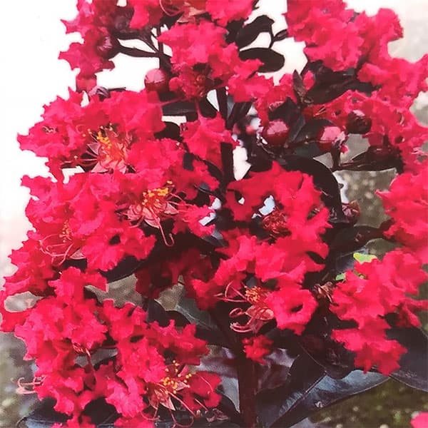 成長時樹高3m 高性種 黒葉赤花 庭木に花木 庭木の苗/サルスベリ（百日紅）：ブラックリーフダイヤモンド ミスティックマゼンタ5号ポットサルスベリ：ブラックリーフダイヤモンドシリーズはアメリカのJ.ベリーナーセリーで生産された新しいタイプの...
