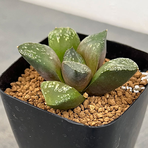 カクタス・ニシ セレクト品種 多肉植物観葉植物/ハオルチア：Celladoor（文寿xホワイトウルフ） 2.5号スクエア鉢★入荷から日数が経ったためセール価格となりました。商品の状態は画像と異なる場合があります。★透明窓の美しい人気のハオル...