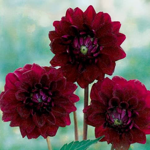 小型 1球から30本前後の花が咲く！切花向き球根/ダリア：ゆかり1球入り切花として人気のあるダリアの球根です。1球から30本以上の切花を楽しむことができます。ボーダーガーデンのやや手前への植え込みにもおすすめです。タイプ：キク科の非耐寒性の...